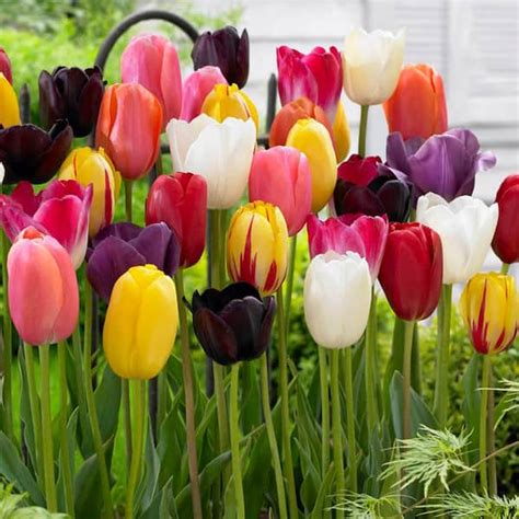 Garden State Bulb 12 Cm Bright Sunshine Mixed Tulip Bulbs Bag Of 50