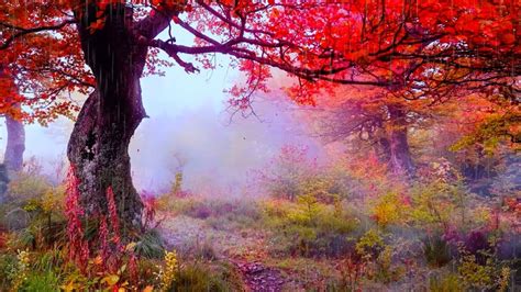 Entspannen Schlafen Erholen bei Regen im Herbstwald Regengeräusche