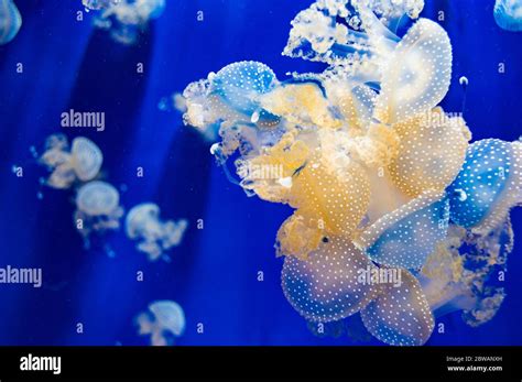 A Bunch Of Phyllorhiza Punctata Jellyfishes Floating Bell Australian