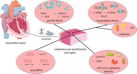 Frontiers Exercise Induced Adult Cardiomyocyte Proliferation In Mammals