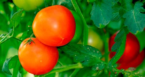 Informe técnico para el cultivo del tomate El huerto urbano El