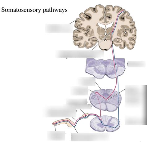 Somatosensory Pathways Diagram Quizlet