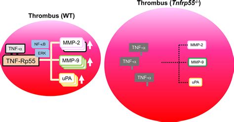 Contribution of the TNF α Tumor Necrosis Factor α TNF Rp55 Tumor