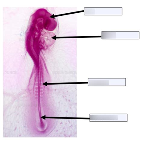 Embryo Diagram Quizlet