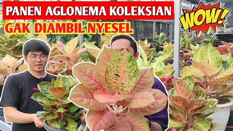 Gak Diambil Nyesel Panen Aglonema Koleksi Buruan Sebelum Kehabisan