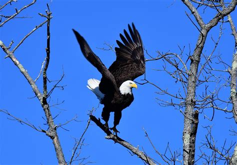 Bald Eagle Take Off Photograph By Jo Ann Matthews Fine Art America