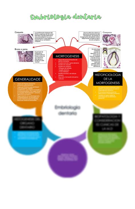 Solution Histolog A Y Embriolog A Bucodental Studypool