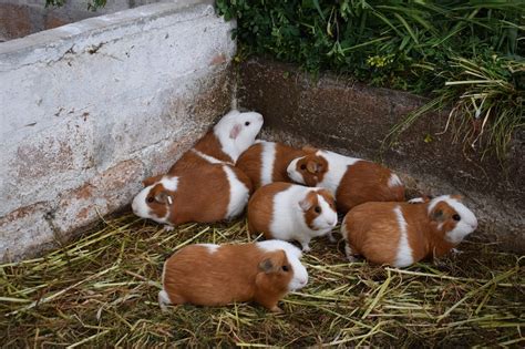 Pasco Manejo Tecnificado para la Crianza de Cuyes Campañas