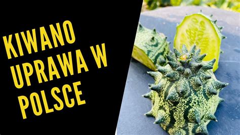 Kiwano czyli ogórek afrykański uprawa YouTube