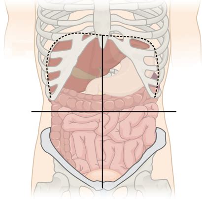 Abdominal Quadrants Diagram Quizlet