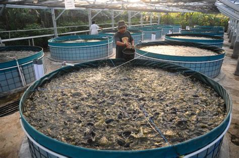 Budidaya Ikan Lele Menggunakan Teknik Bioflok Agribisnis Agrokompleks