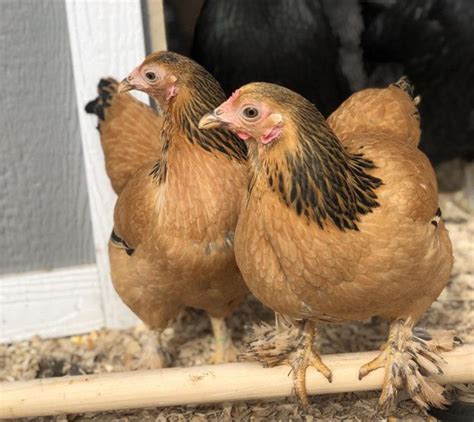 All About Brahma Chickens