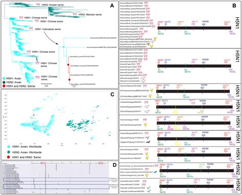 A Neighbour Joining Tree Of Full Length Ha Nucleotide Sequences Of