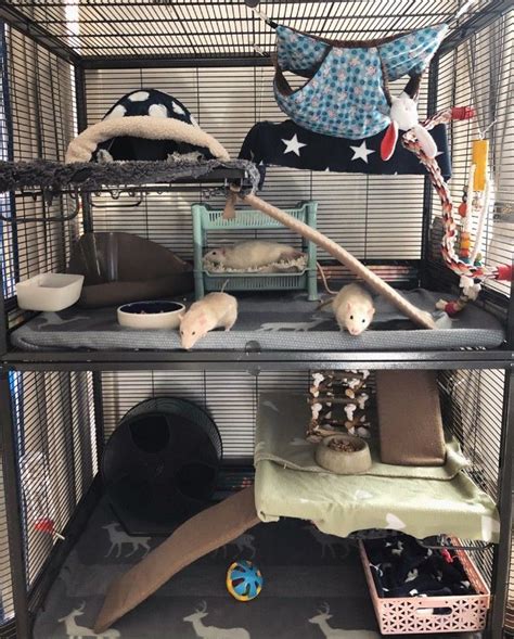 Rat Cage Setup Ideas Tips Photos Artofit