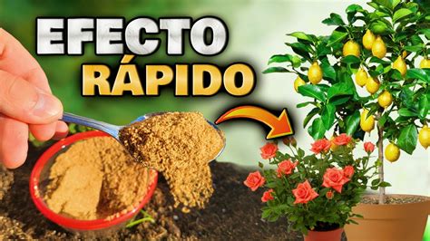 SOLO QUERRÁS ESTE ABONO en tus PLANTAS FLORES y ARBOLES FRUTALES