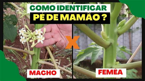 Como Diferenciar P De Mam O Macho F Mea E Hermafrodita Youtube