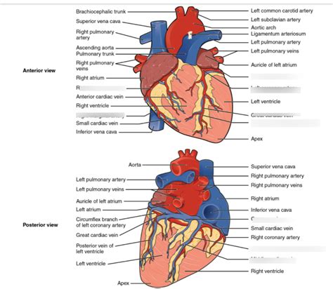 Checkpoint Practical Coronary Arteries And Veins Diagram Quizlet
