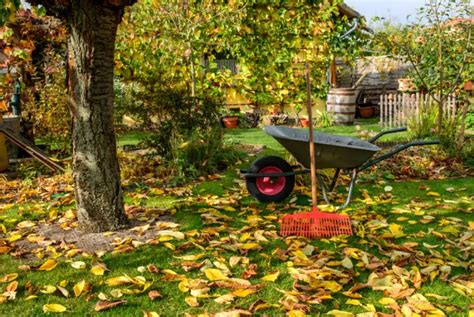 Que planter au jardin en novembre Fleurs légumes et arbres fruitiers