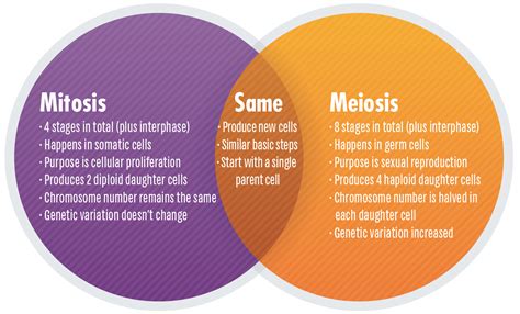 Meiosis And Mitosis Venn Diagram With Terms Meiosis Mitosis