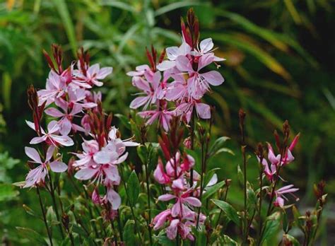 12 fleurs vivaces longue floraison au soleil ou à l ombre