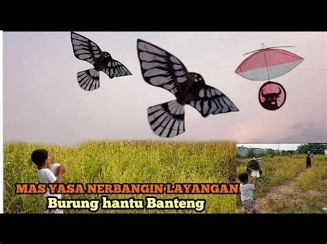 NERBANGIN LAYANGAN BURUNG HANTU SAMA BANTENG YouTube