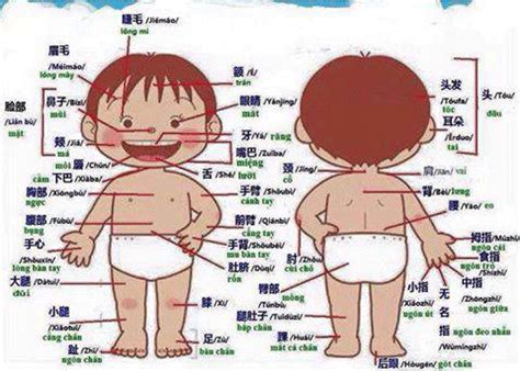 Tất Cả Bộ Phận Cơ Thể Người Khám Phá Chi Tiết Từng Cơ Quan