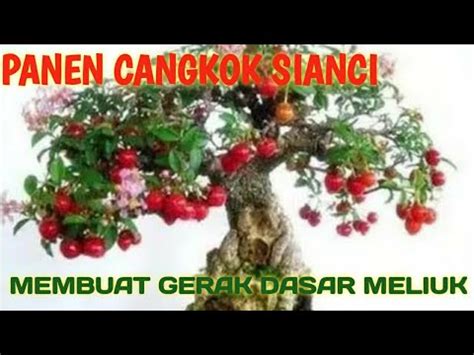 PANEN CANGKOK BAHAN BONSAI SIANCI Bonsaisianci Belajarbonsai YouTube
