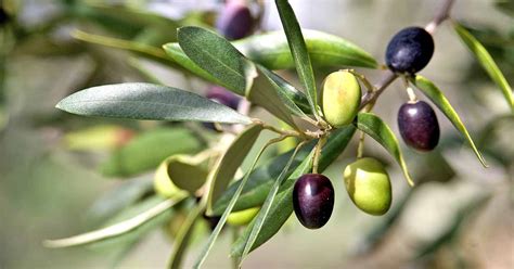 Learn How To Grow Olive Trees In The Home Landscape Gardeners Path