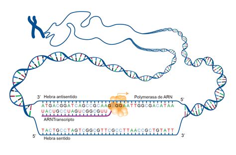 ADN Y ARN PROCESOS DE TRANSCRIPCIÒN