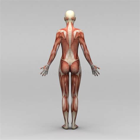 Female Human Muscles And Skeleton Stock Illustration Illustration Of