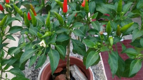 Cara Menanam Cabe Dalam Polybag Cabe Hidroponik Menanam Cabai Rawit
