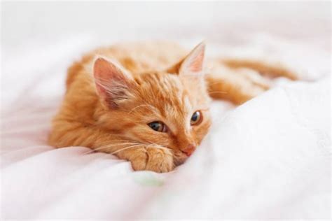 12 Sinais de alerta de que seu gato está dor Cats