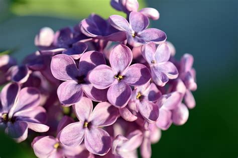 Liliowy Kwiat Wiosna Darmowe Zdj Cie Na Pixabay Pixabay