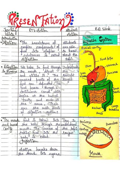 Digestive System Lesson Plan Biology Group Of Tutors