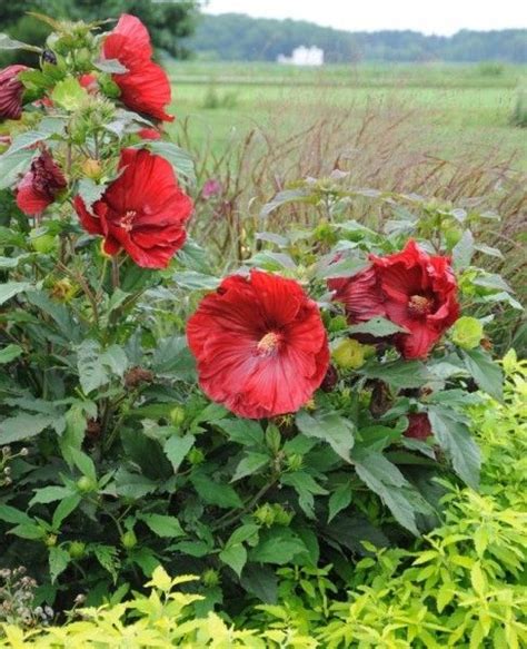 Hibiscus Perennial XXL Summerific Version Of My Valentine Hardy