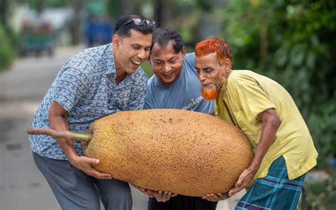 QUAL É A FRUTA MAIS PESADA NO MUNDO Jornal da Comarca