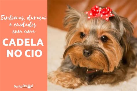 Cadela no cio DURAÇÃO DICAS E CUIDADOS