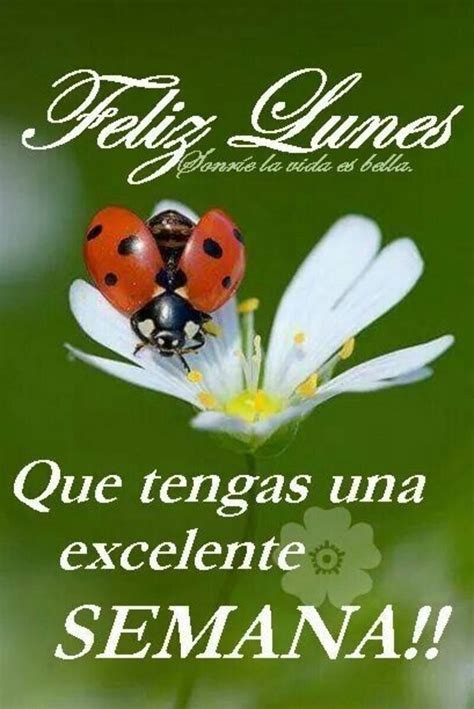 Feliz Lunes Que Tengas Una Excelente Semana ImagenesBuenosDias Net