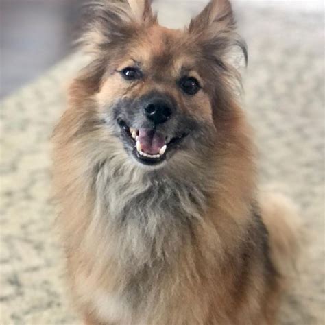30 Popular German Shepherd Mixes W Pictures Puplore
