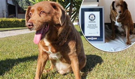Muere a los 31 años Bobi el perro más viejo del mundo La Mirada Norte