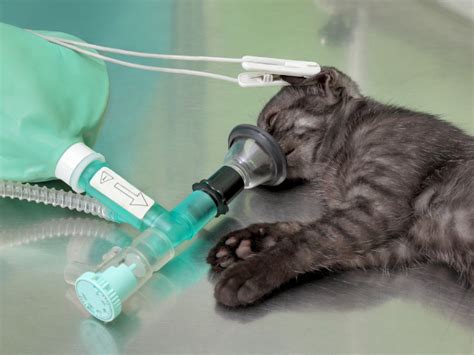 Anestesiologia Veterinária Conheça os Detalhes Dessa Área