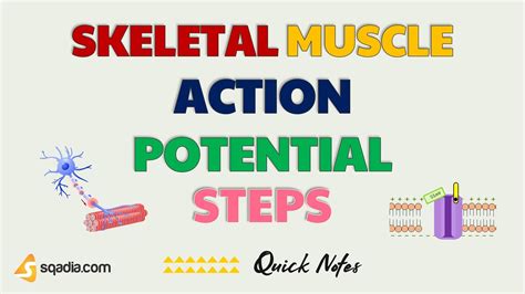 Skeletal Muscle Action Potential Steps