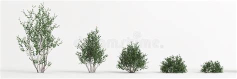 3d Illustration Of Set Betula Pumila Tree Isolated On White Background