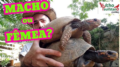 Tartaruga macho ou fêmea Como diferenciar YouTube