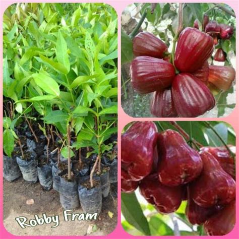 Jual Bibit Buah Jambu Air Madu Merah Hasil Okulasi Sambung Pucuk