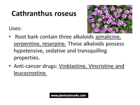 List Of 10 Medicinal Plants And Their Uses PPT