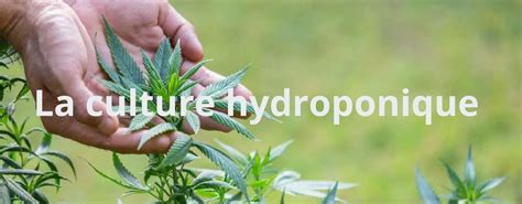 Guide Complet De La Culture Hydroponique Du CBD Ce Quil Faut Savoir