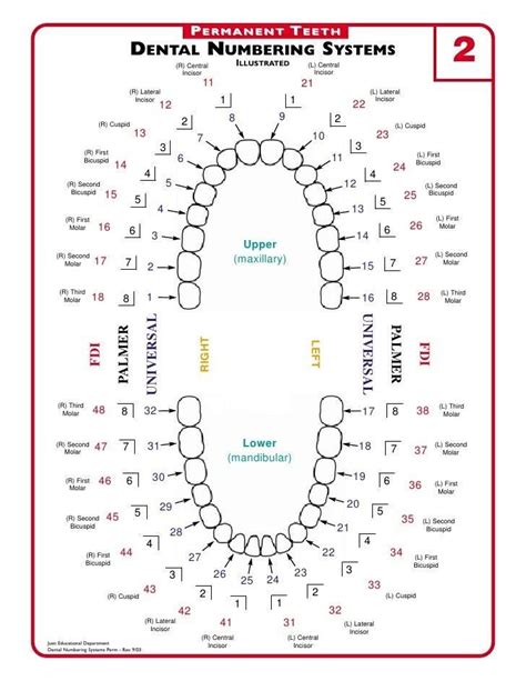 60 Printable Dental Forceps Chart 39 Dental Charting Dental Hygiene