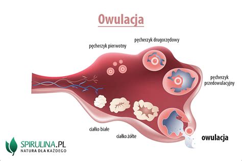 Owulacja Algi Spirulina I Chlorella