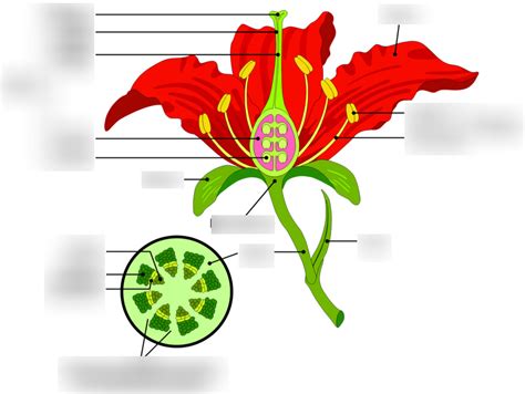 Parts Of Flower Diagram Quizlet